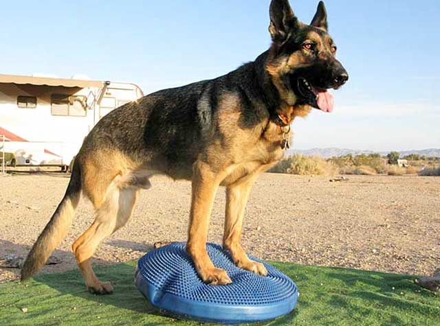 FitPAWS Balance Disc for Amputee Dog's Core Strength Training