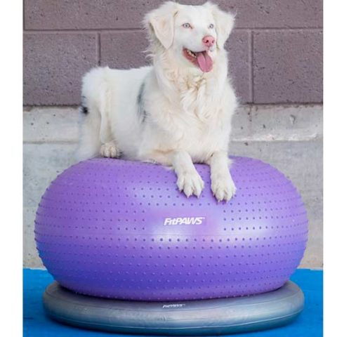 Get Tripawds Stronger with FitPAWS Fitness Gear - Tripawds Gear