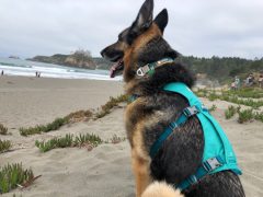 Ruffwear Flagline - Best Three Legged Dog Harness