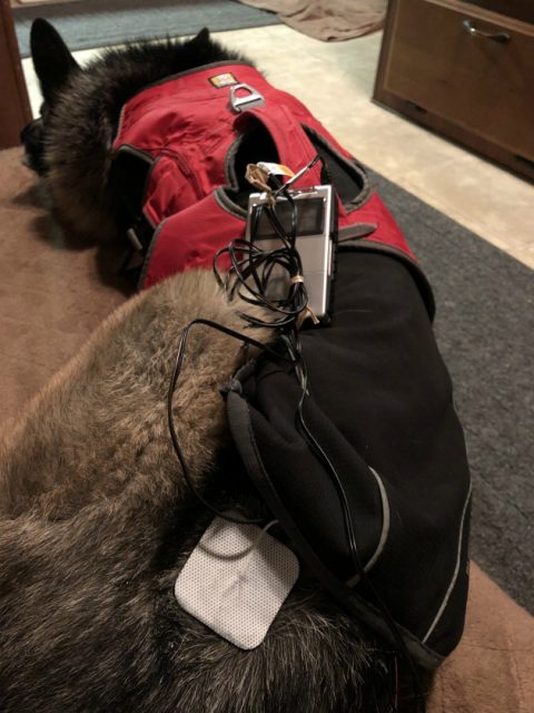 Facts About TENS Electrical Therapy for Amputee Pets - Tripawds Gear