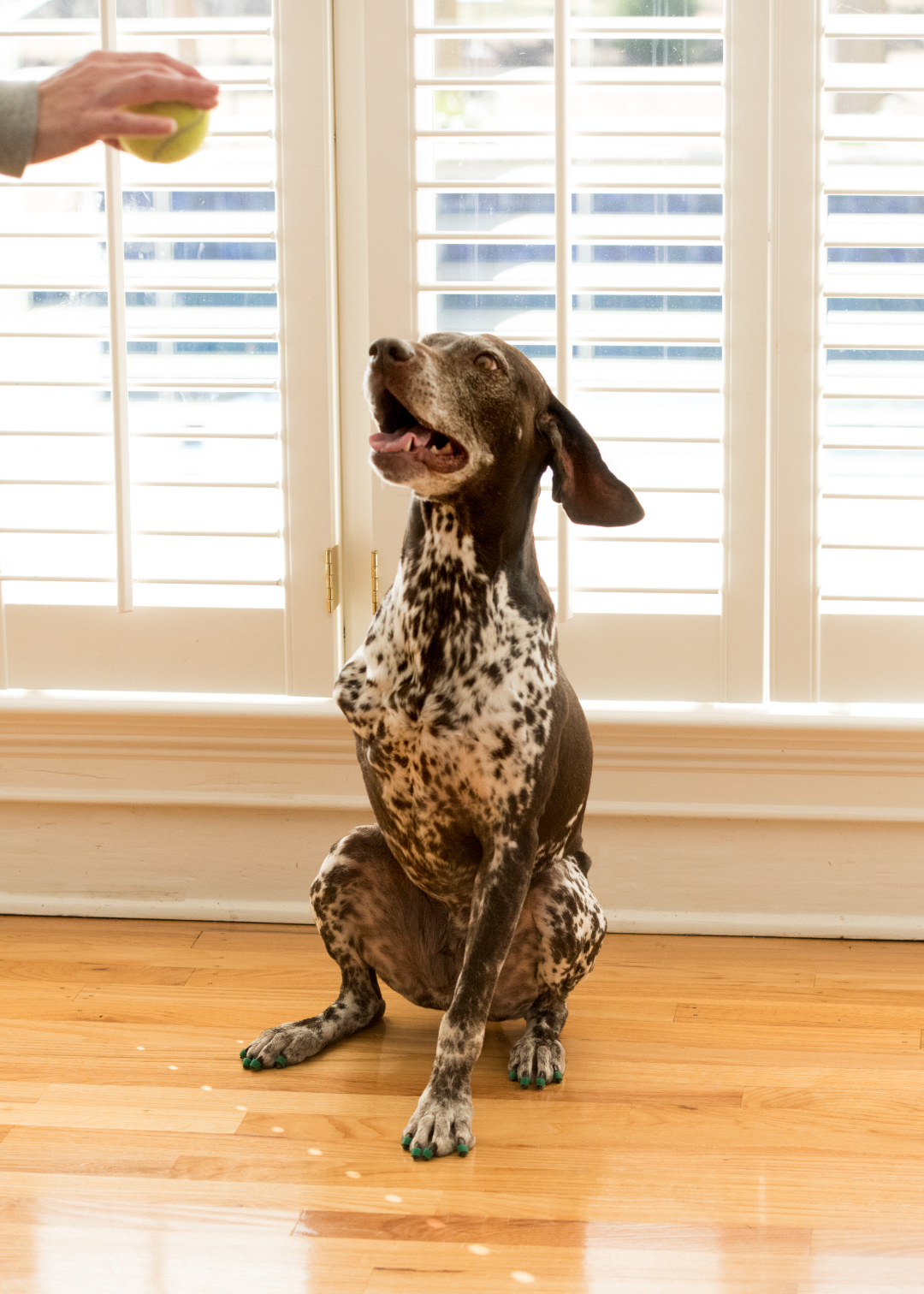 How Toe Grips Save Tripawds on Slippery Floors - Tripawds Gear