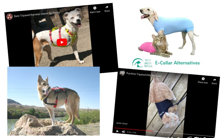 Tripawds Best Gear Tips for Three Legged Dogs and Cats - Tripawds Gear
