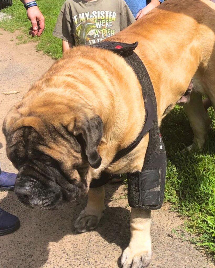 DogLeggs Elbow Sleeve for Hygroma Pressure Sores - Tripawds Gear